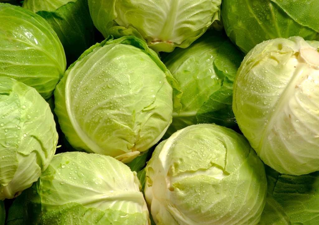 Mengenal Sayur selada yang Segar dan Bersahabat - IaytJournals